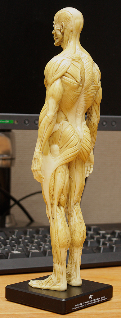 リファレンスに是非！anatomytoolsの男性フィギュア高画質写真を撮影しました！ • 3DCG最新情報サイト MODELING HAPPY