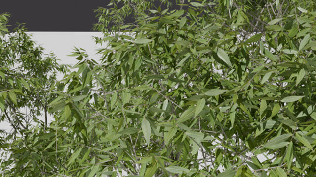 Jungle Scapes For Blender 高品質な27種類の植物に葉のアニメーションが付いるアセット+アドオンセットを購入して中身を ...